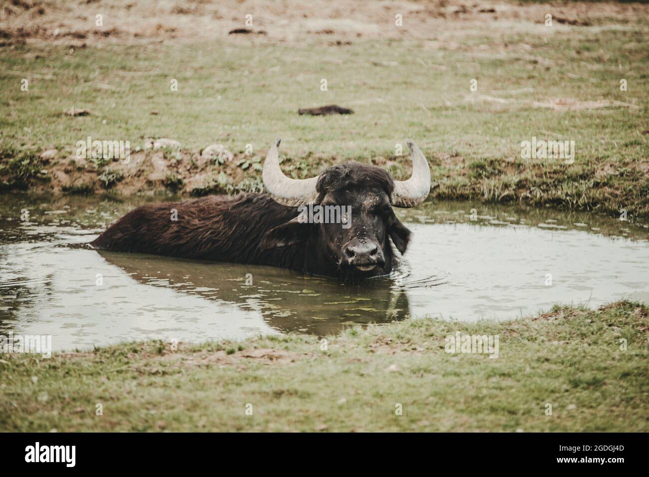 Big horned asian water buffalo hi-res stock photography and images - Alamy