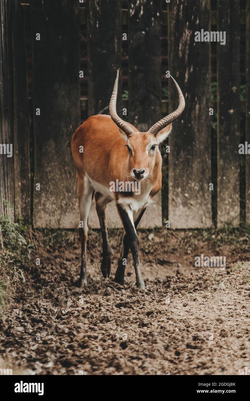 Deer red lechwe kobus leche hi-res stock photography and images - Alamy