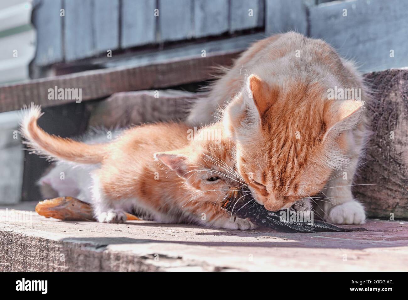 Kitten and its mother eating the same one small fresh fish Stock Photo ...