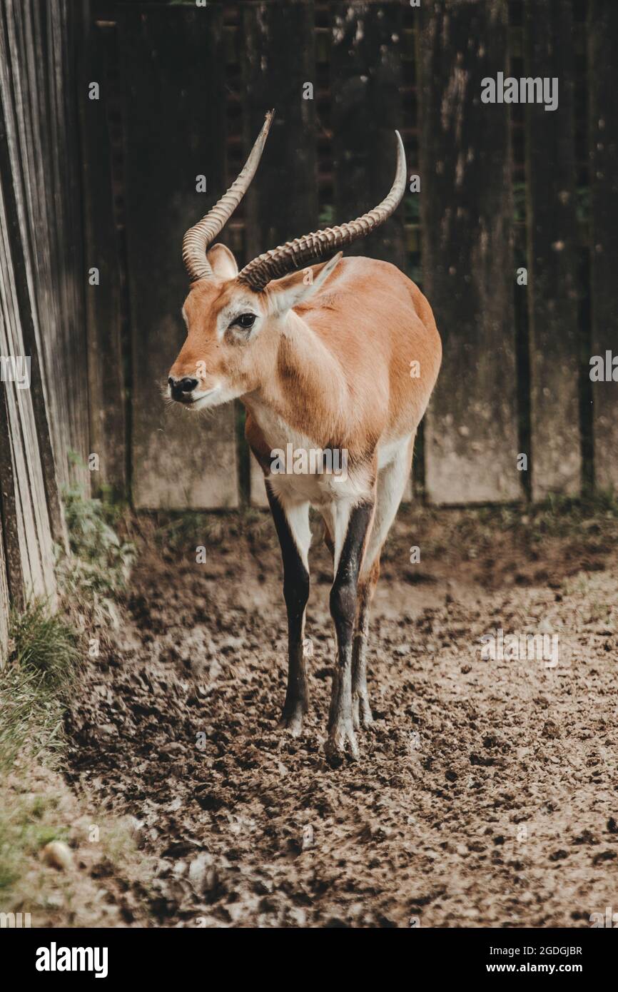 Deer red lechwe kobus leche hi-res stock photography and images - Alamy