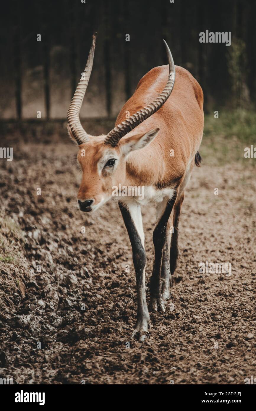 Deer red lechwe kobus leche hi-res stock photography and images - Alamy