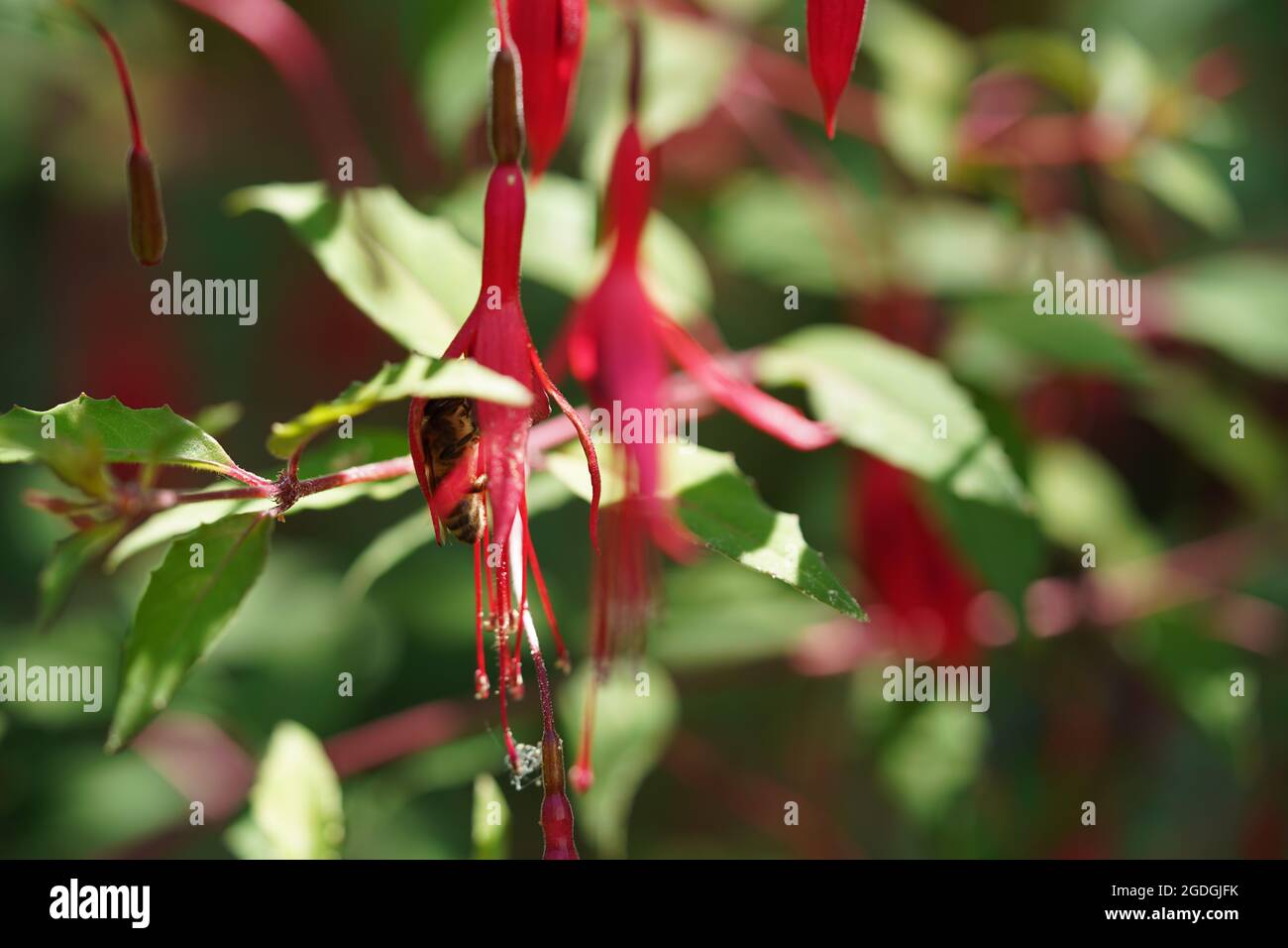 Honey bee hidden in red flower head of fuchsia eating nectar Stock ...