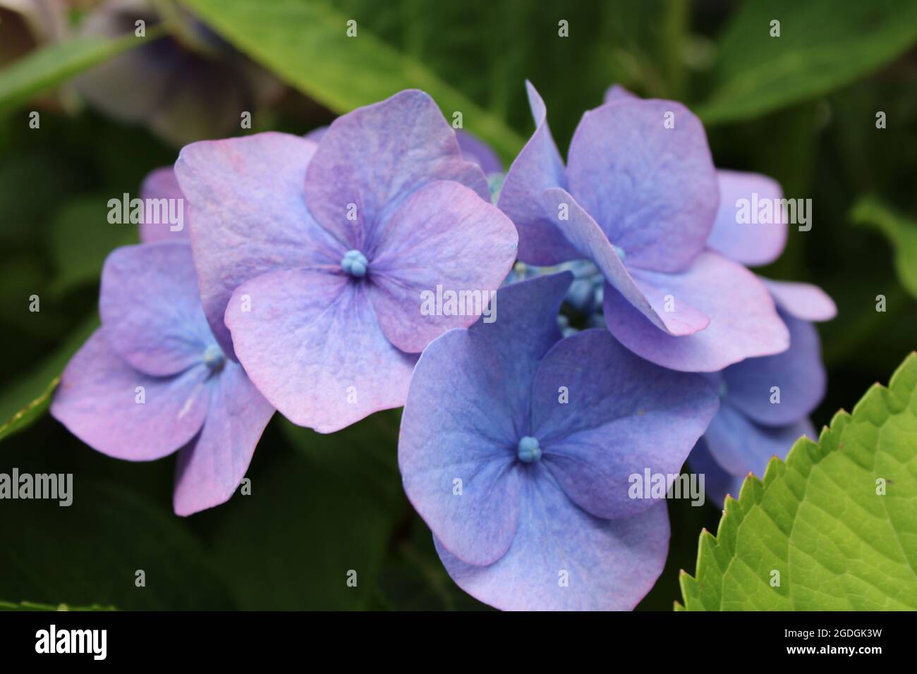 Stress flower hi-res stock photography and images - Alamy