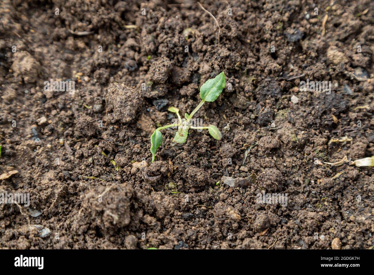 Horse sorrel weed in the garden. Rumex confertus leaf rosette Stock ...