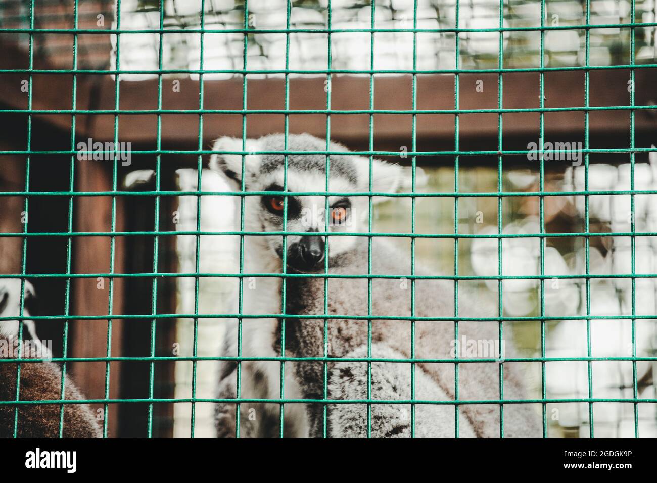 ring-tailed lemur (Lemur catta) in the zoo Stock Photo - Alamy