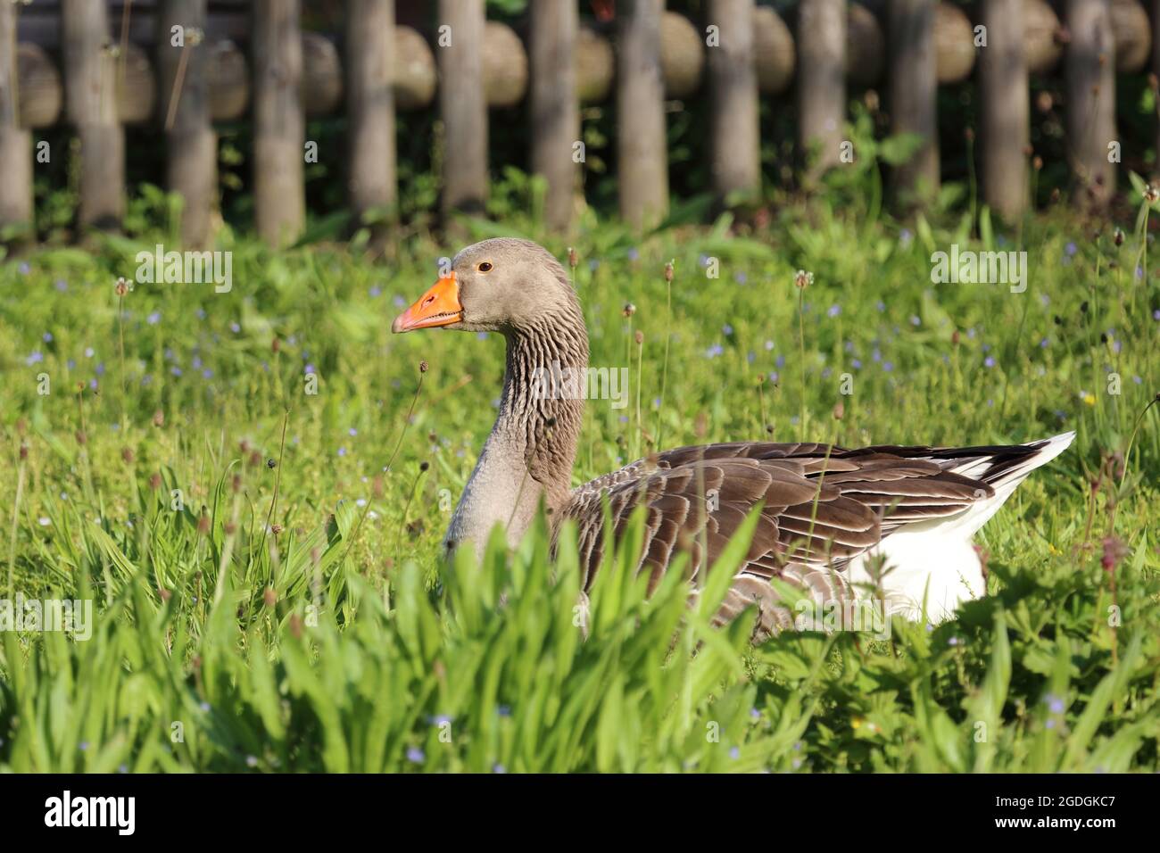 Hausgans / Domestic Goose / Anser anser domesticus Stock Photo - Alamy