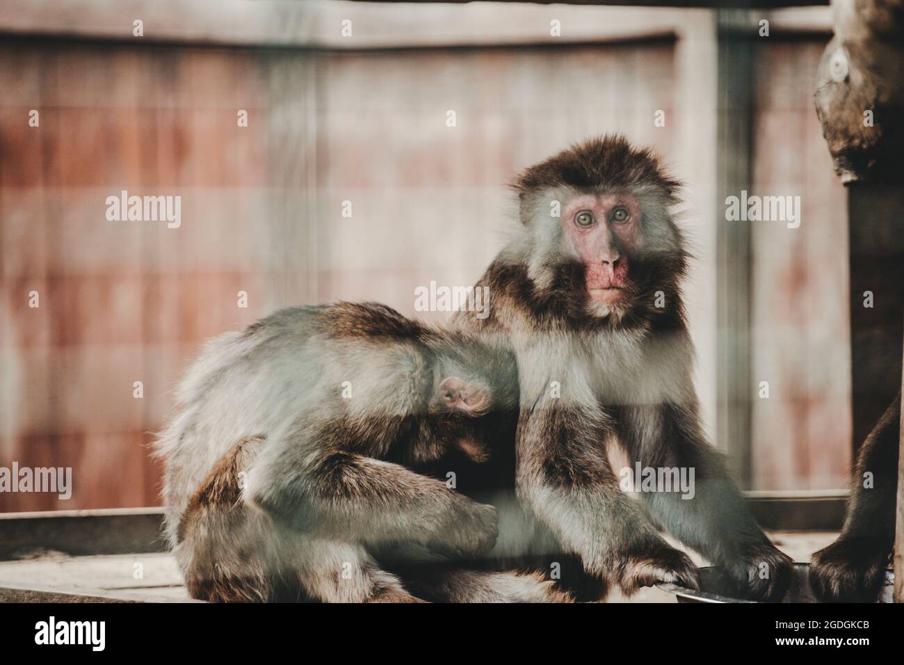 Macac hi-res stock photography and images - Alamy