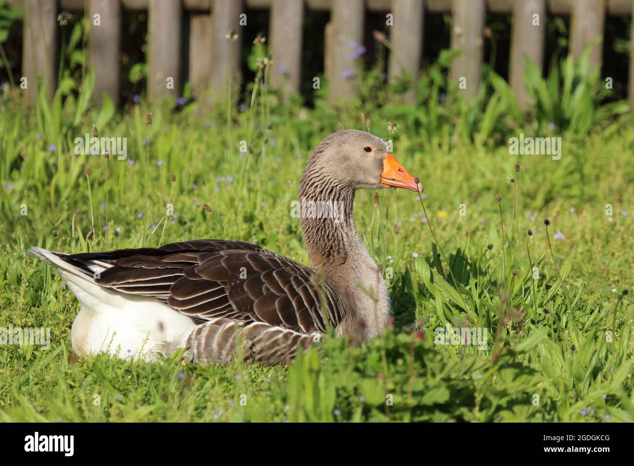 Hausgans hi-res stock photography and images - Alamy