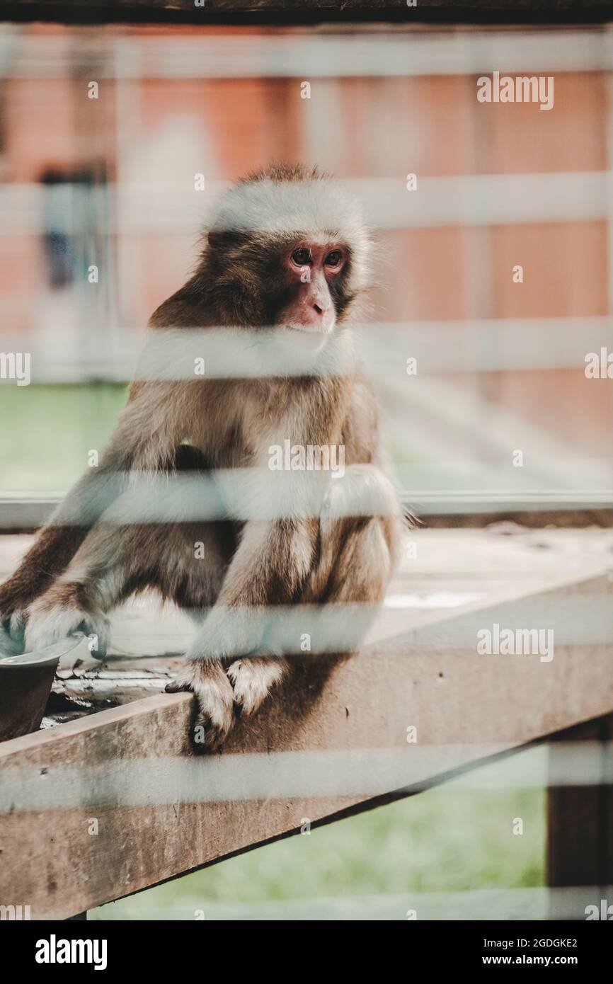 Macac (Macaca) monkey in the zoo Stock Photo - Alamy