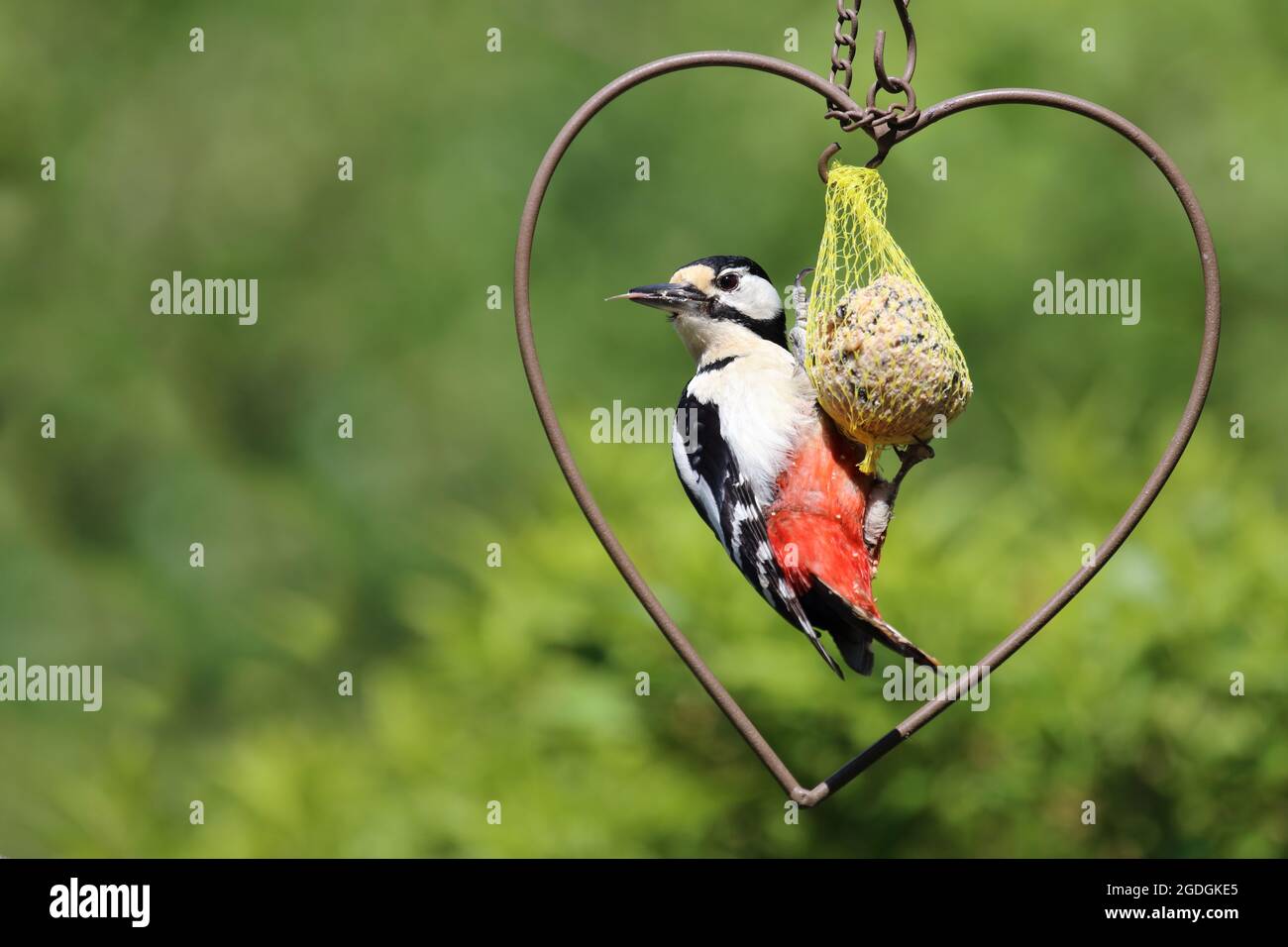 Buntspecht / Great spotted woodpecker / Dendrocopos major Stock Photo ...