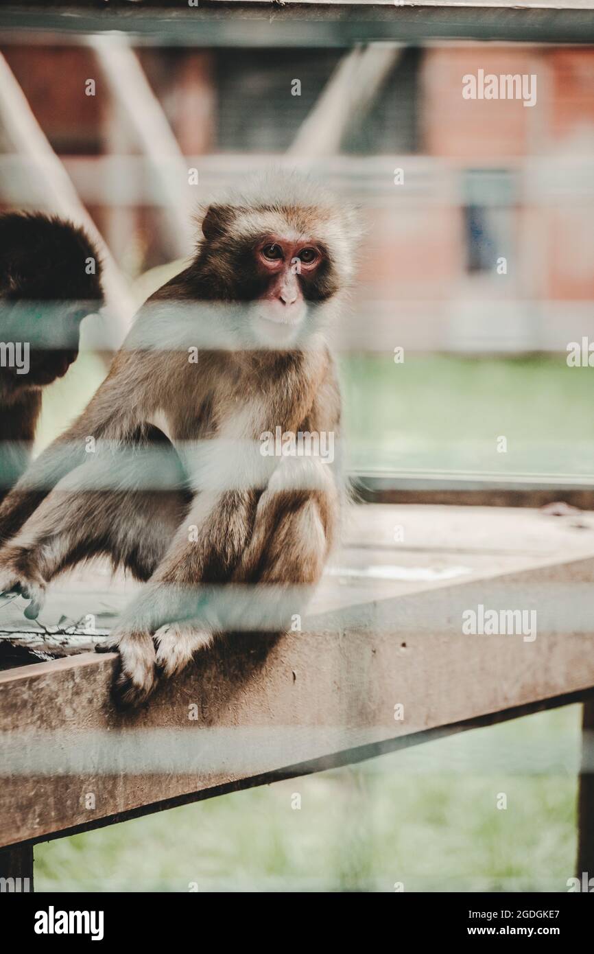 Macac hi-res stock photography and images - Alamy