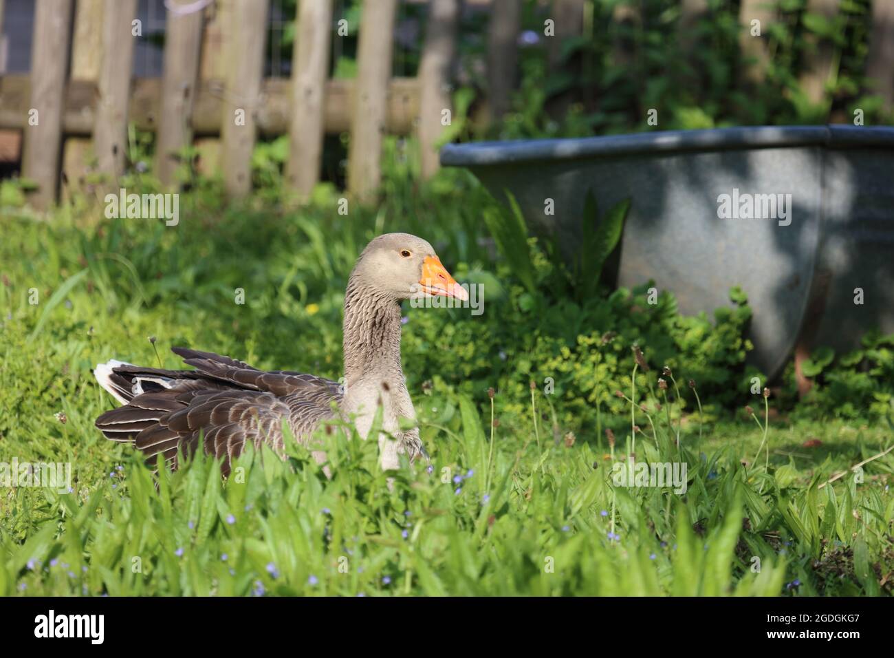 Hausgans / Domestic Goose / Anser anser domesticus Stock Photo - Alamy