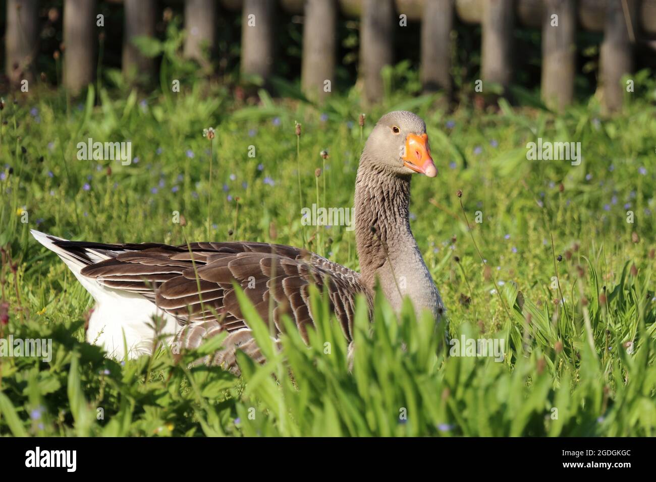Hausgans hi-res stock photography and images - Alamy