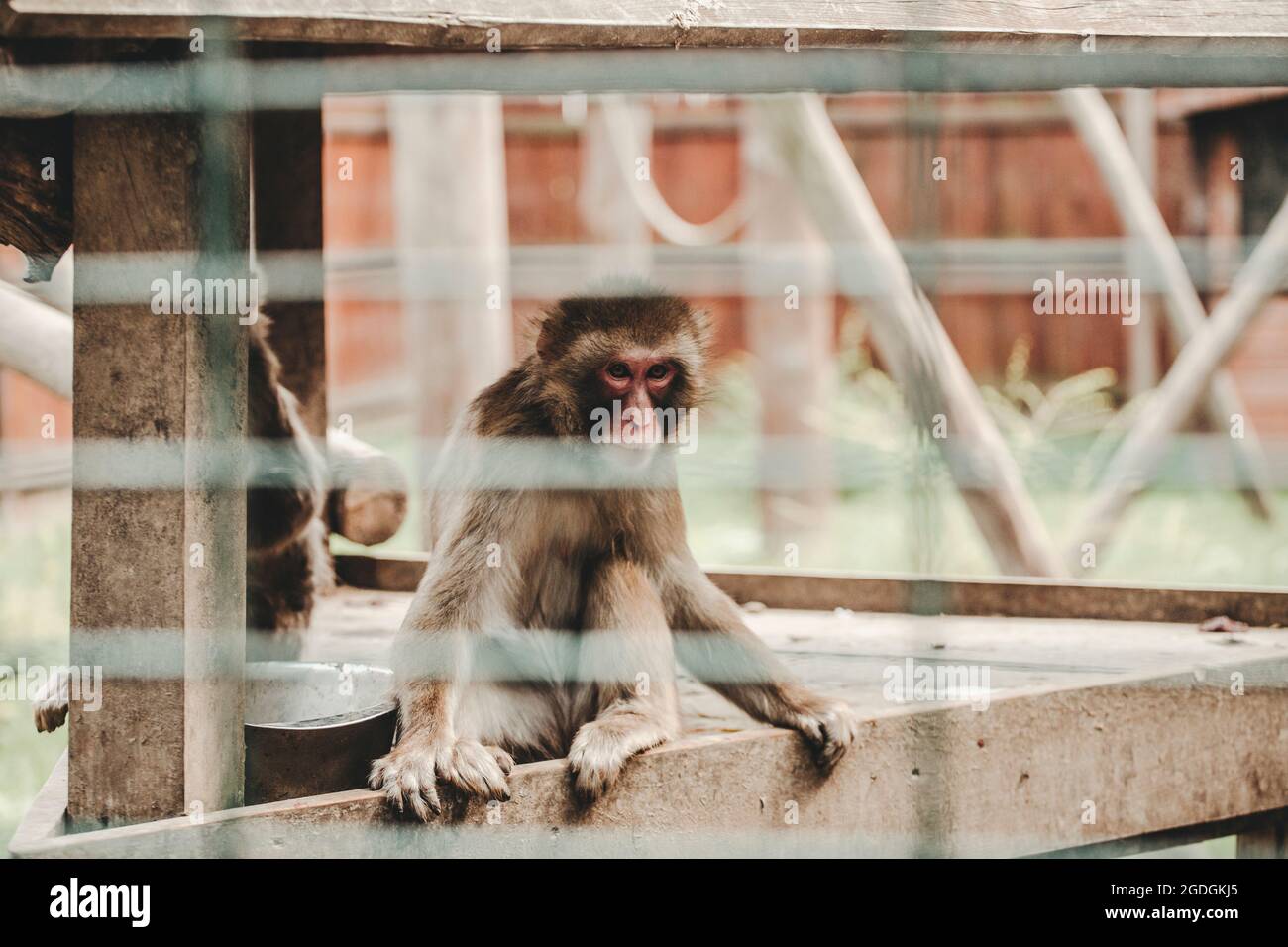 Macac hi-res stock photography and images - Alamy