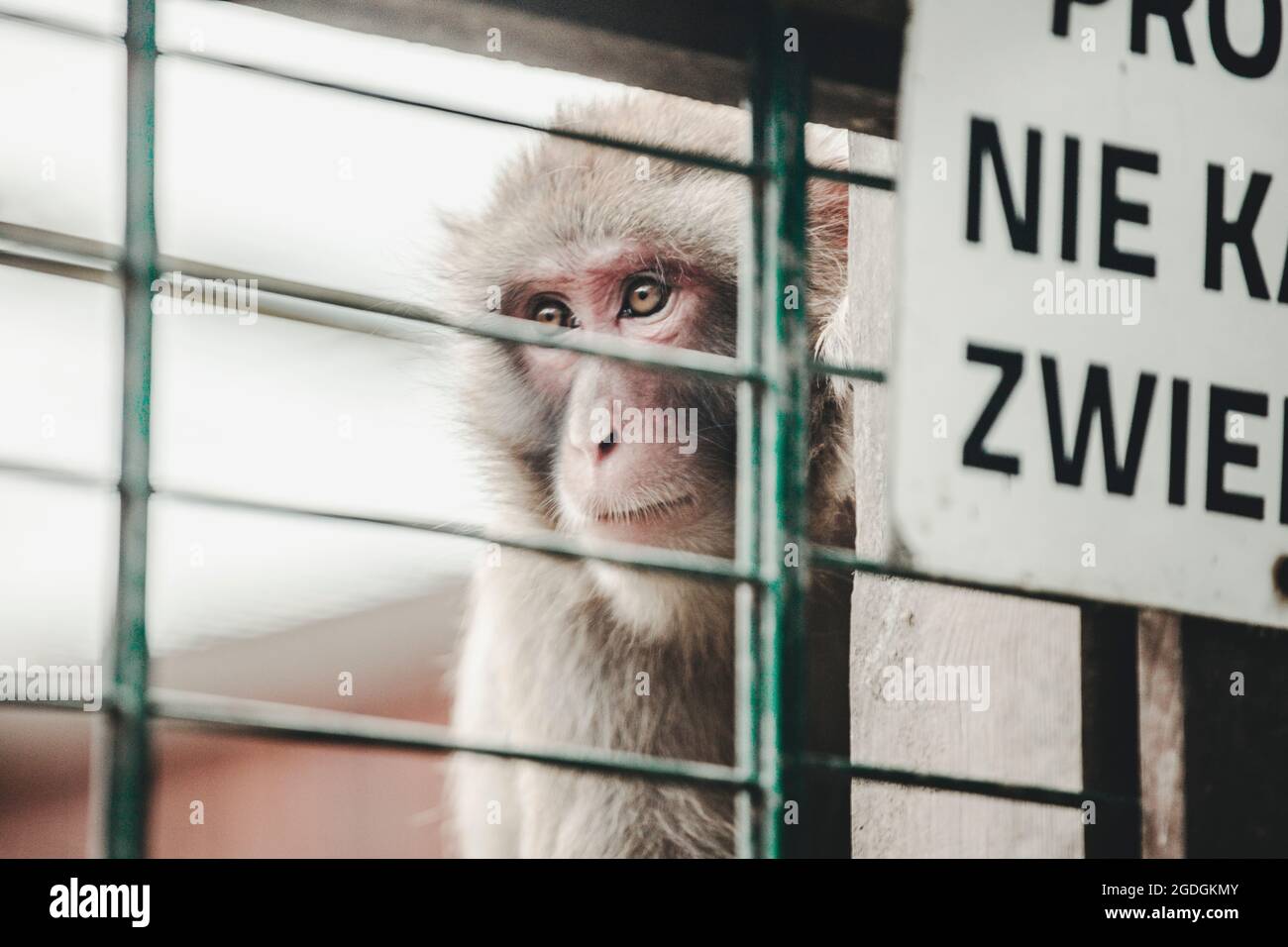 Macac hi-res stock photography and images - Alamy