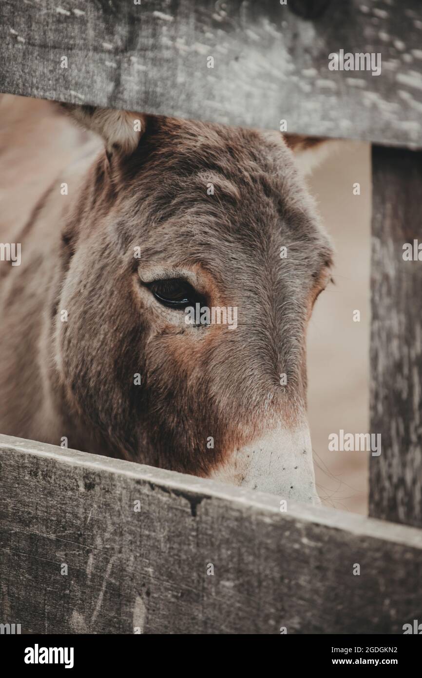 Sad Looking Donkey High Resolution Stock Photography and Images - Alamy