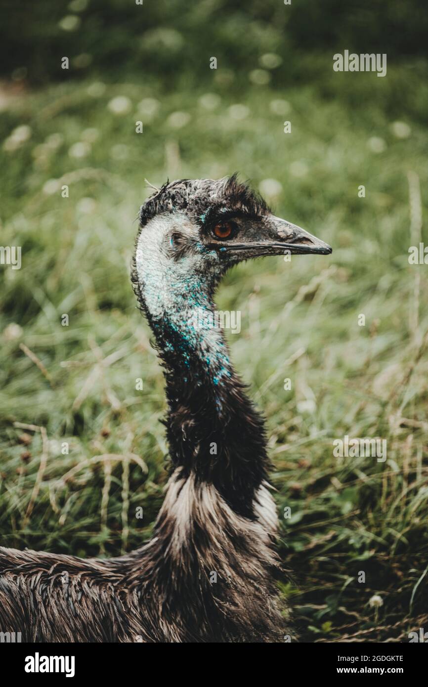 Emu bird (Dromaiinae) portrait in nature Stock Photo - Alamy
