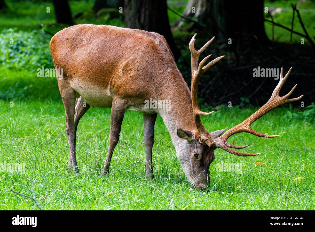 Beautiful male deer grazing in the meadow. Beautiful antlers Stock ...