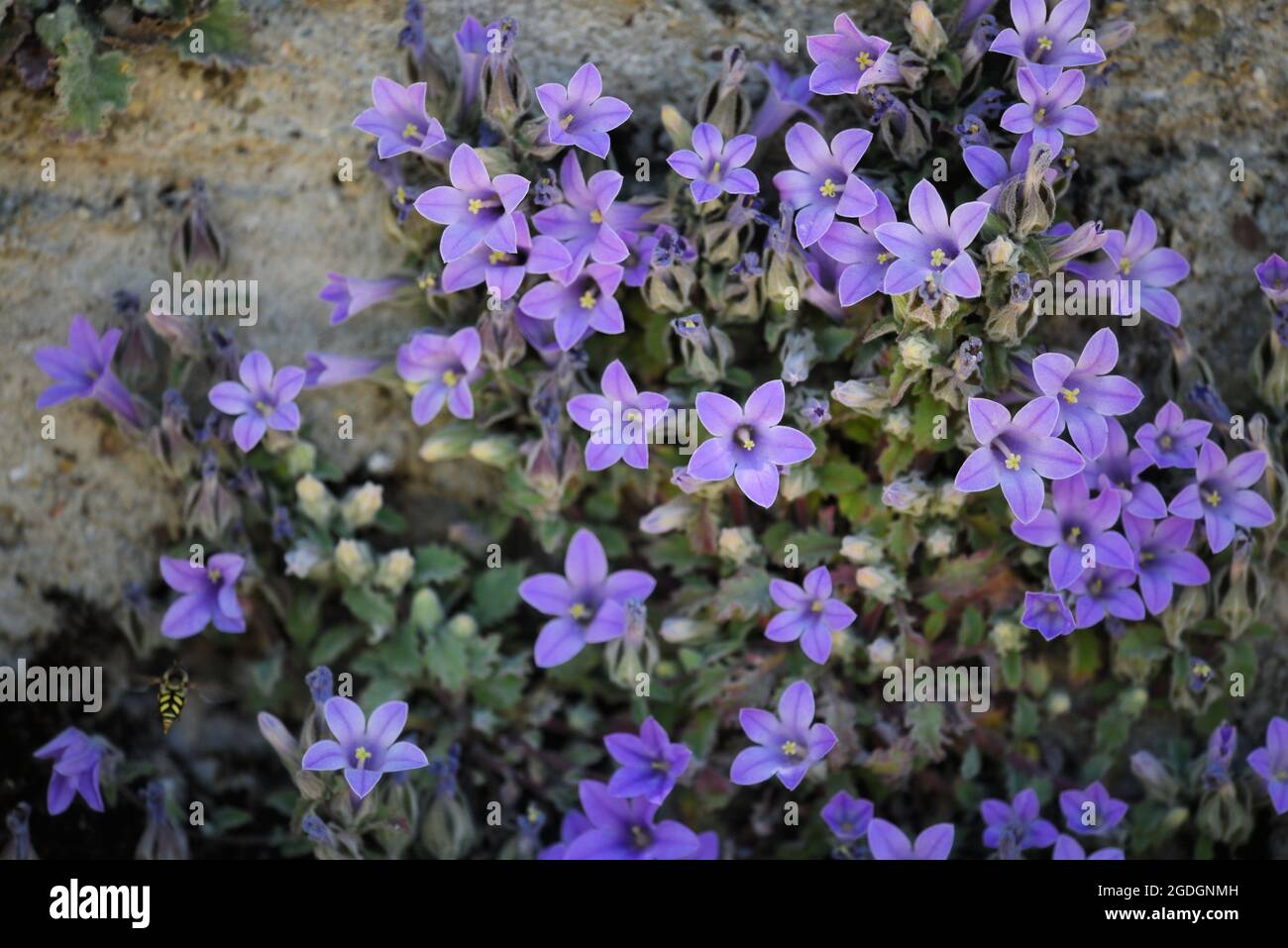 Greek purple wildflowers growing on a stone wall in Dimitsana a rural ...