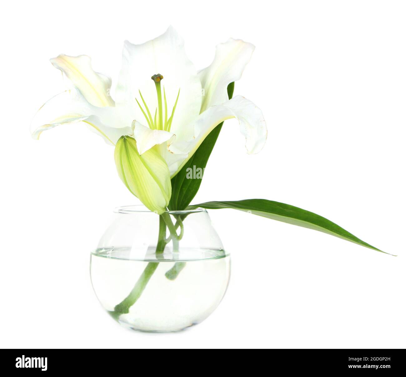 Beautiful lily in vase isolated on white Stock Photo - Alamy