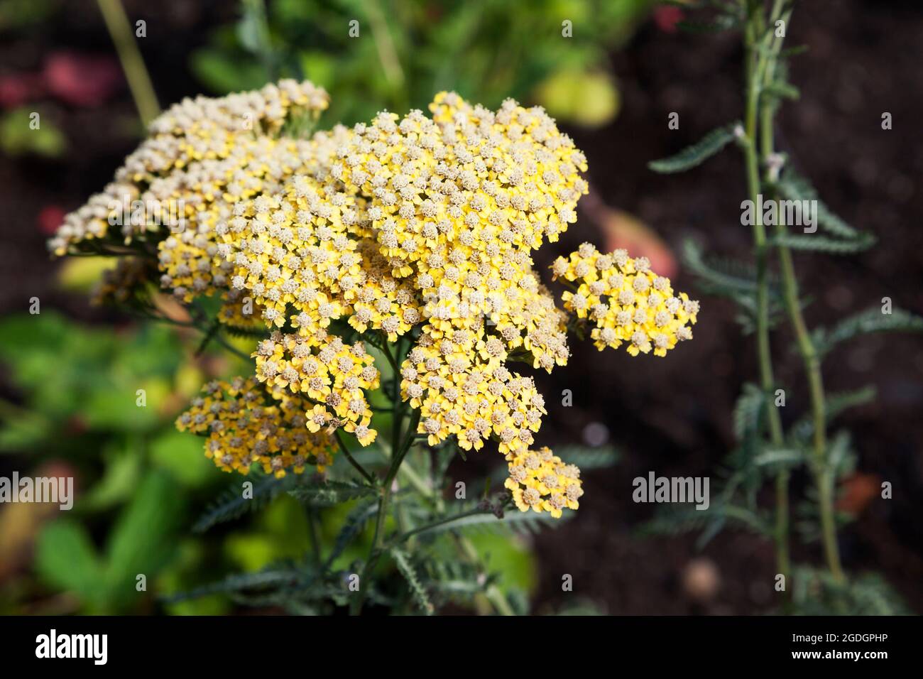 Achillea flower garden plant hi-res stock photography and images - Alamy