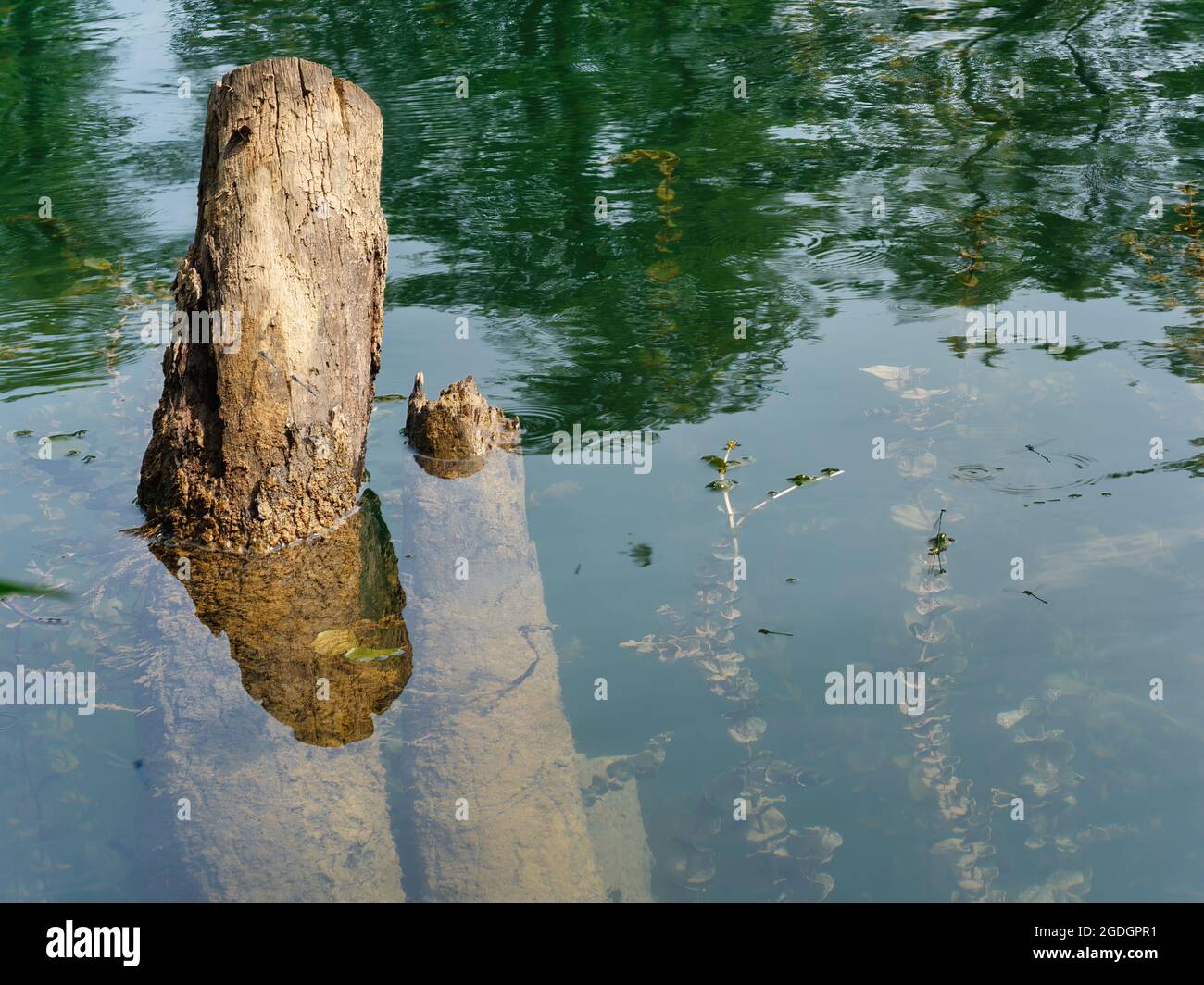 Lake with old weathered wooden logs Stock Photo - Alamy