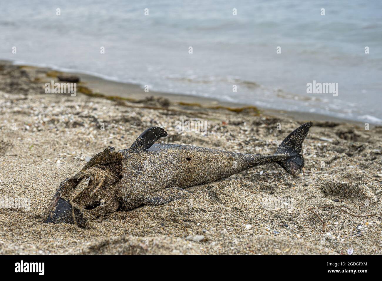Body dead dolphin on beach hi-res stock photography and images - Alamy
