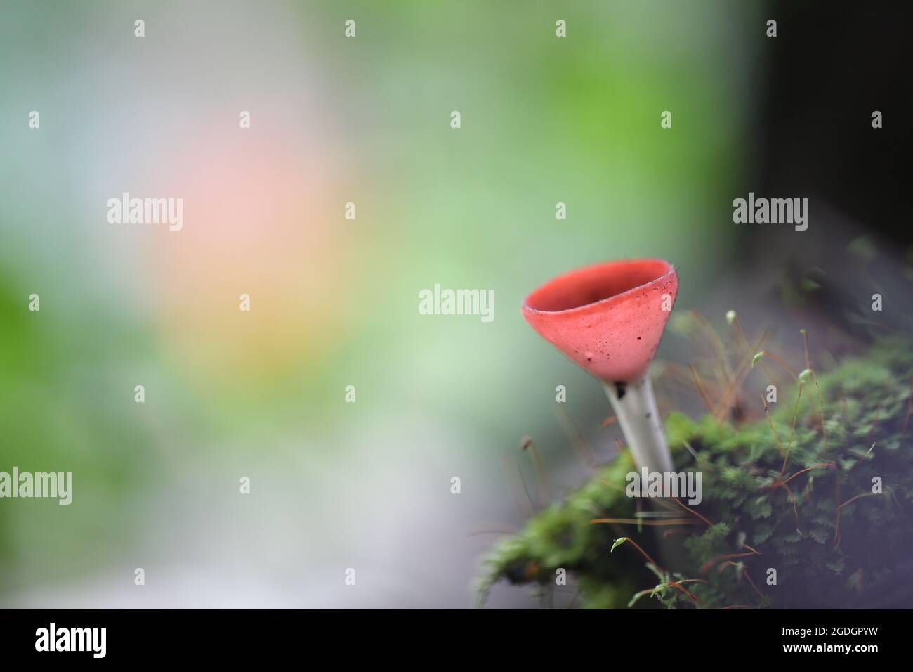 Cookeina sulcipes Fungi cup in close up Stock Photo - Alamy