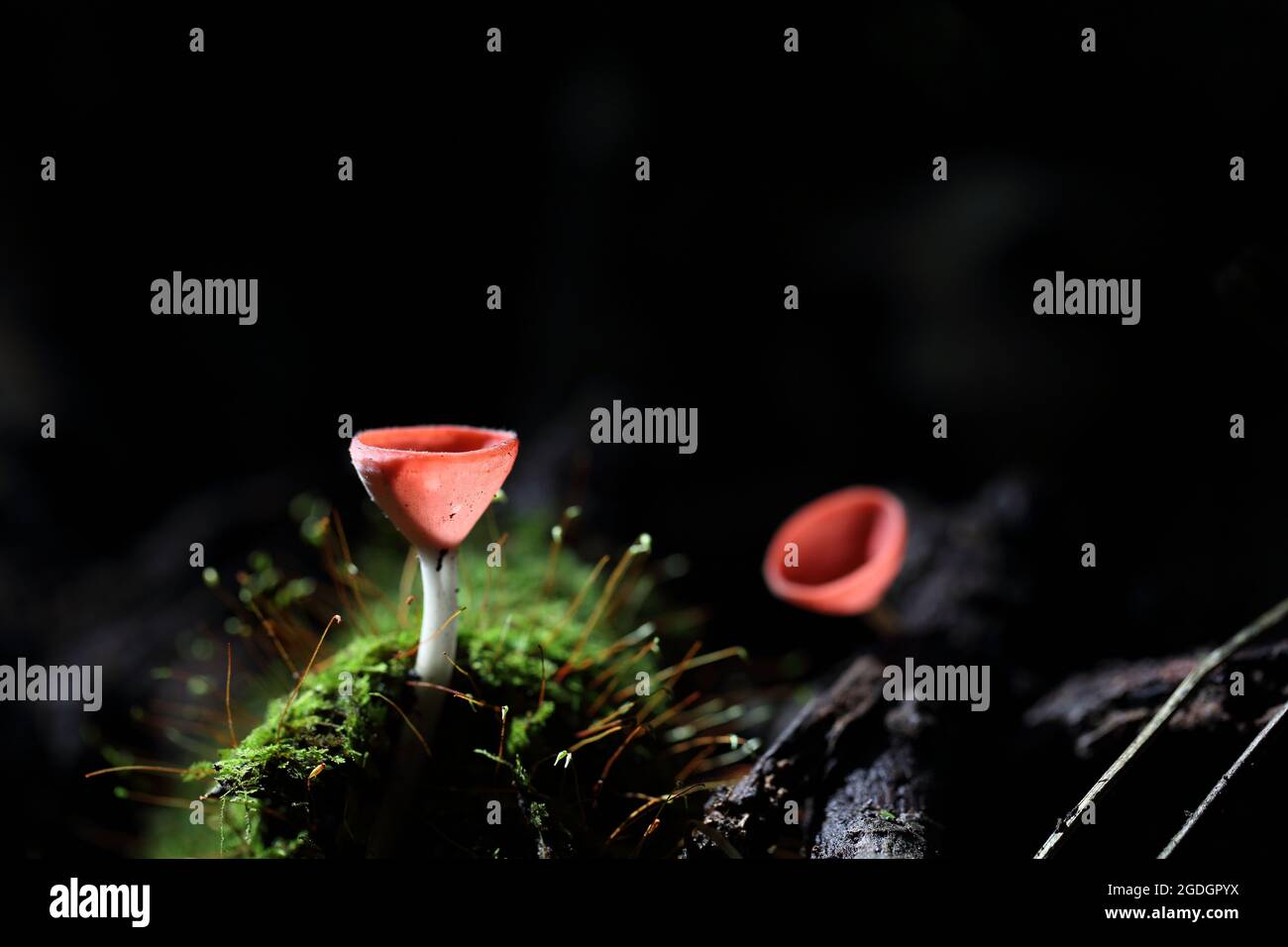 Cookeina sulcipes Fungi cup in close up Stock Photo - Alamy