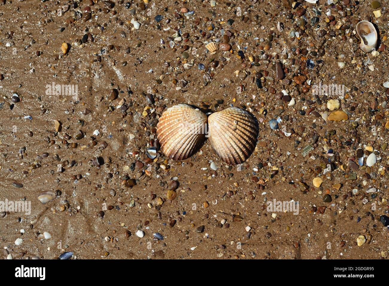 Creative shells hi-res stock photography and images - Alamy
