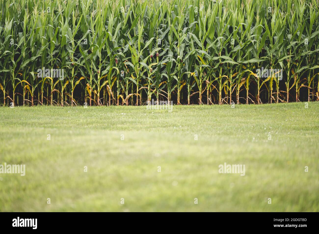 Closeup shot cornfield green hi-res stock photography and images - Alamy