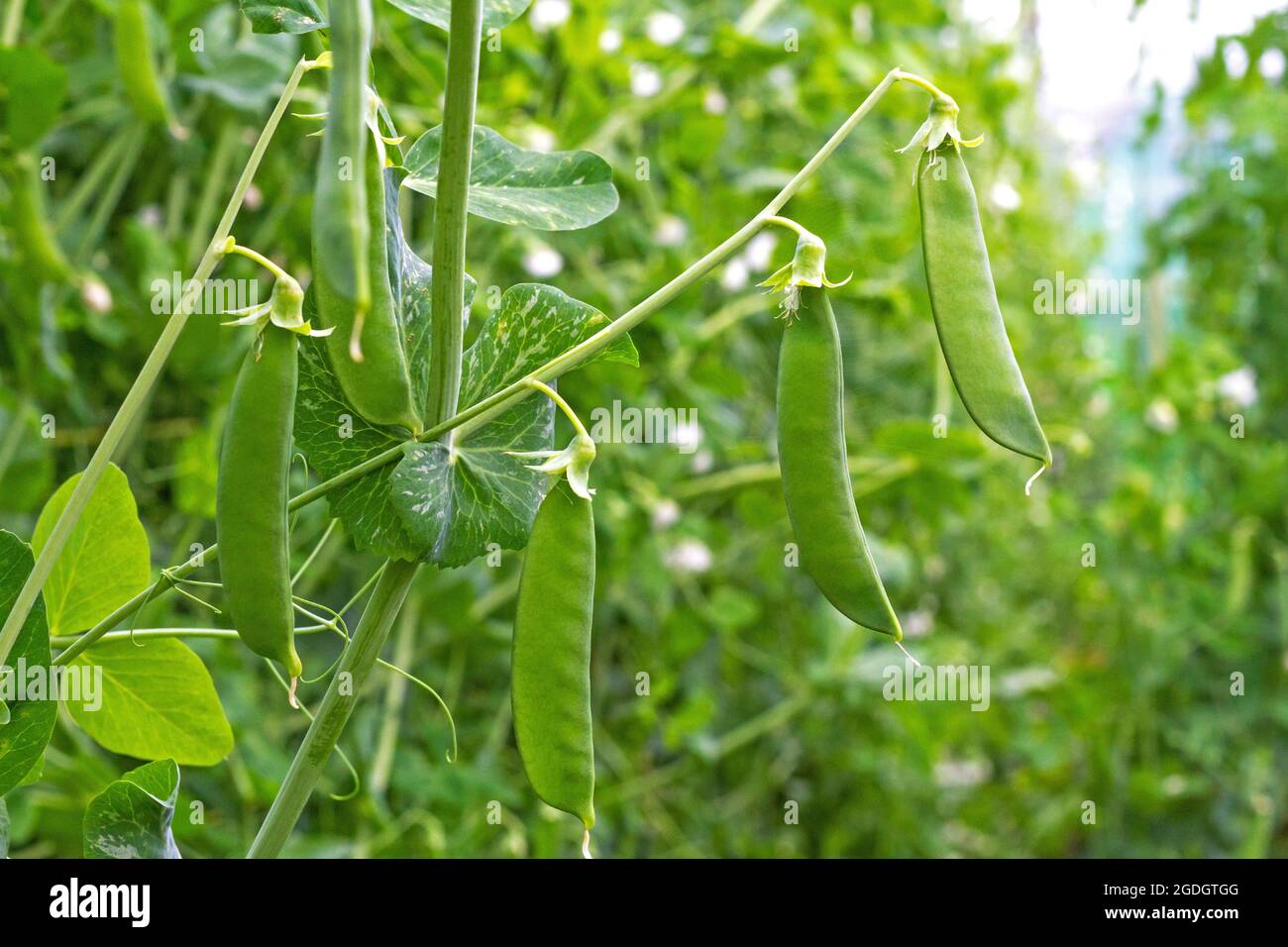 Pea field spain hi-res stock photography and images - Alamy