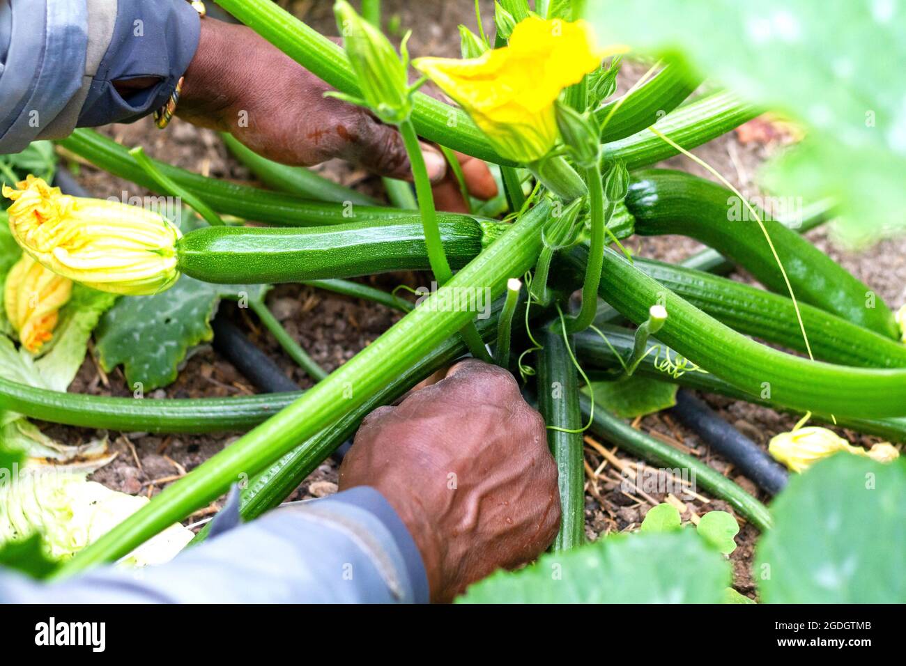 A black African farmer works on the zucchini plant to care for its ...