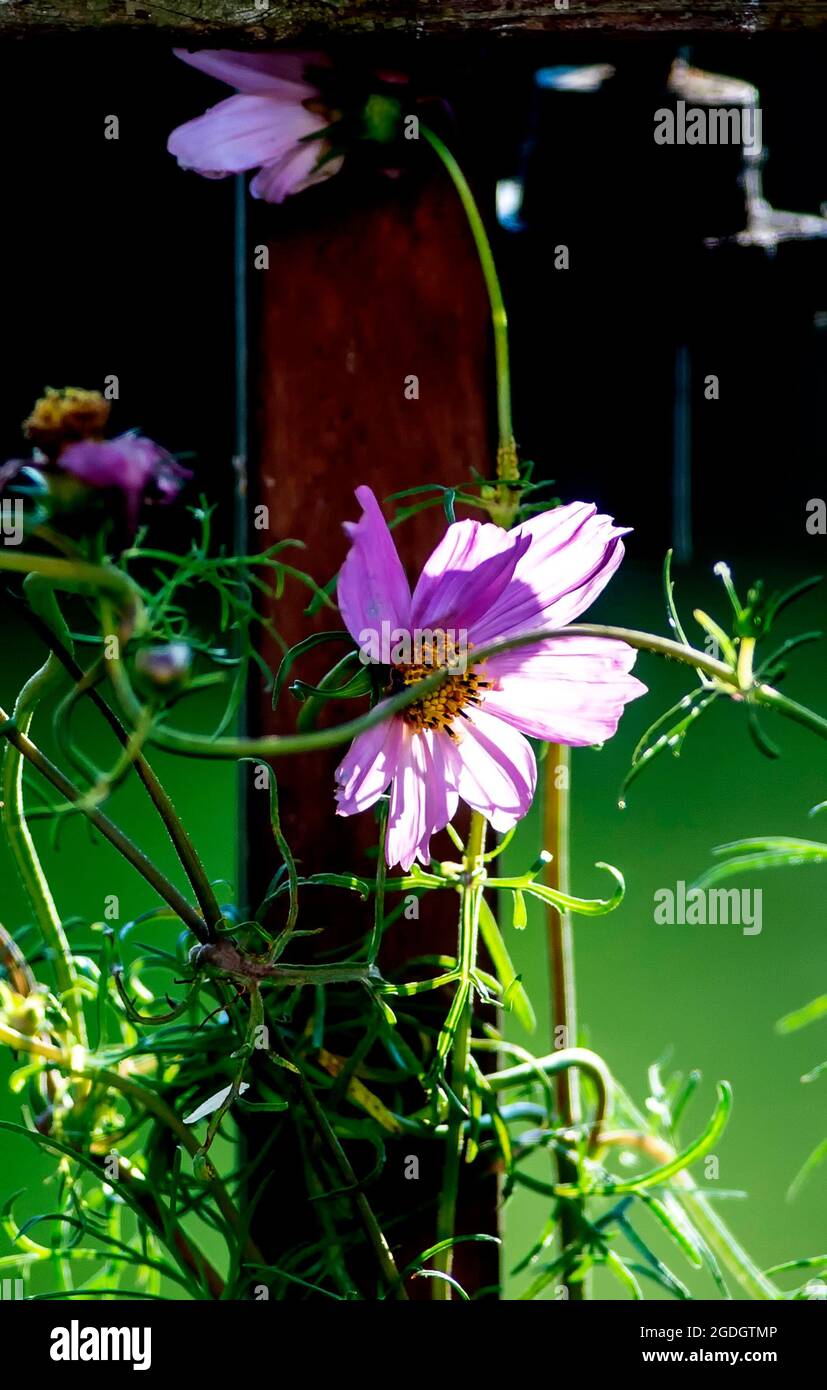 Cosmos flowers in the early evening light Stock Photo - Alamy