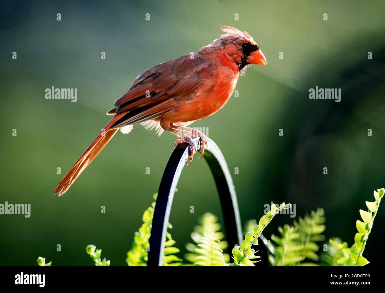 Northern cardinal molting hi-res stock photography and images - Alamy