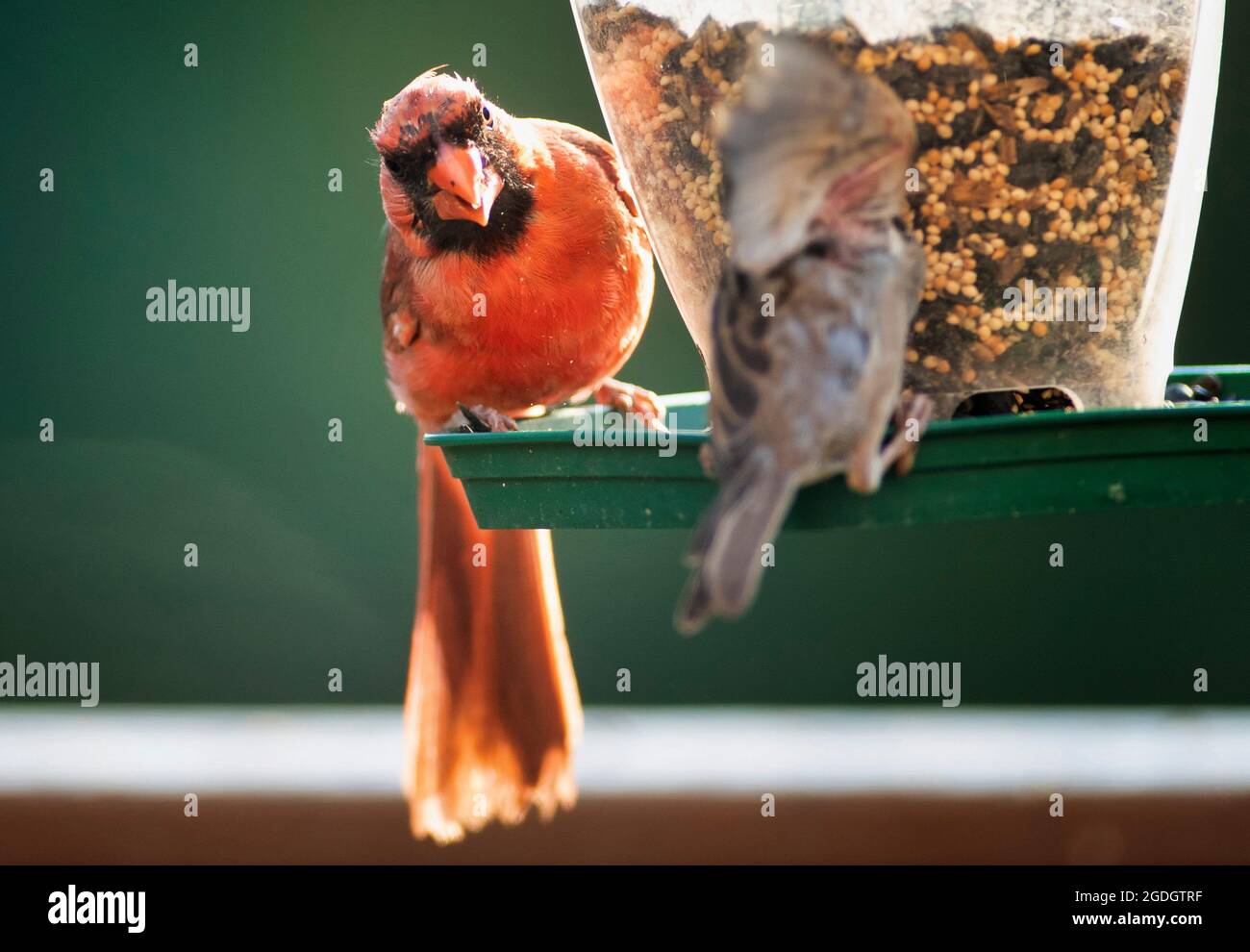 Northern cardinal molting hi-res stock photography and images - Alamy