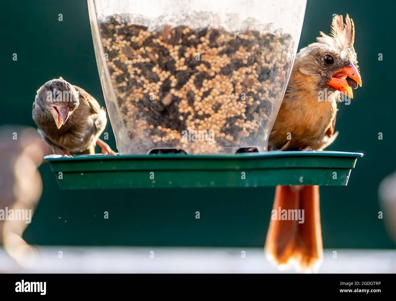 Northern cardinal molting hi-res stock photography and images - Alamy