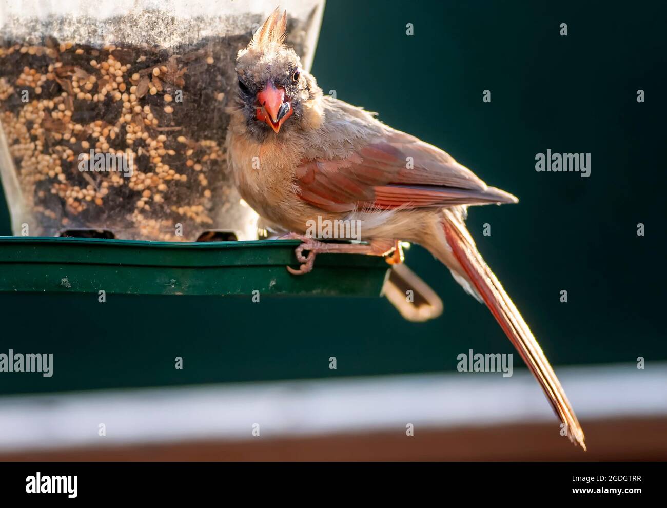Northern cardinal molting hi-res stock photography and images - Alamy