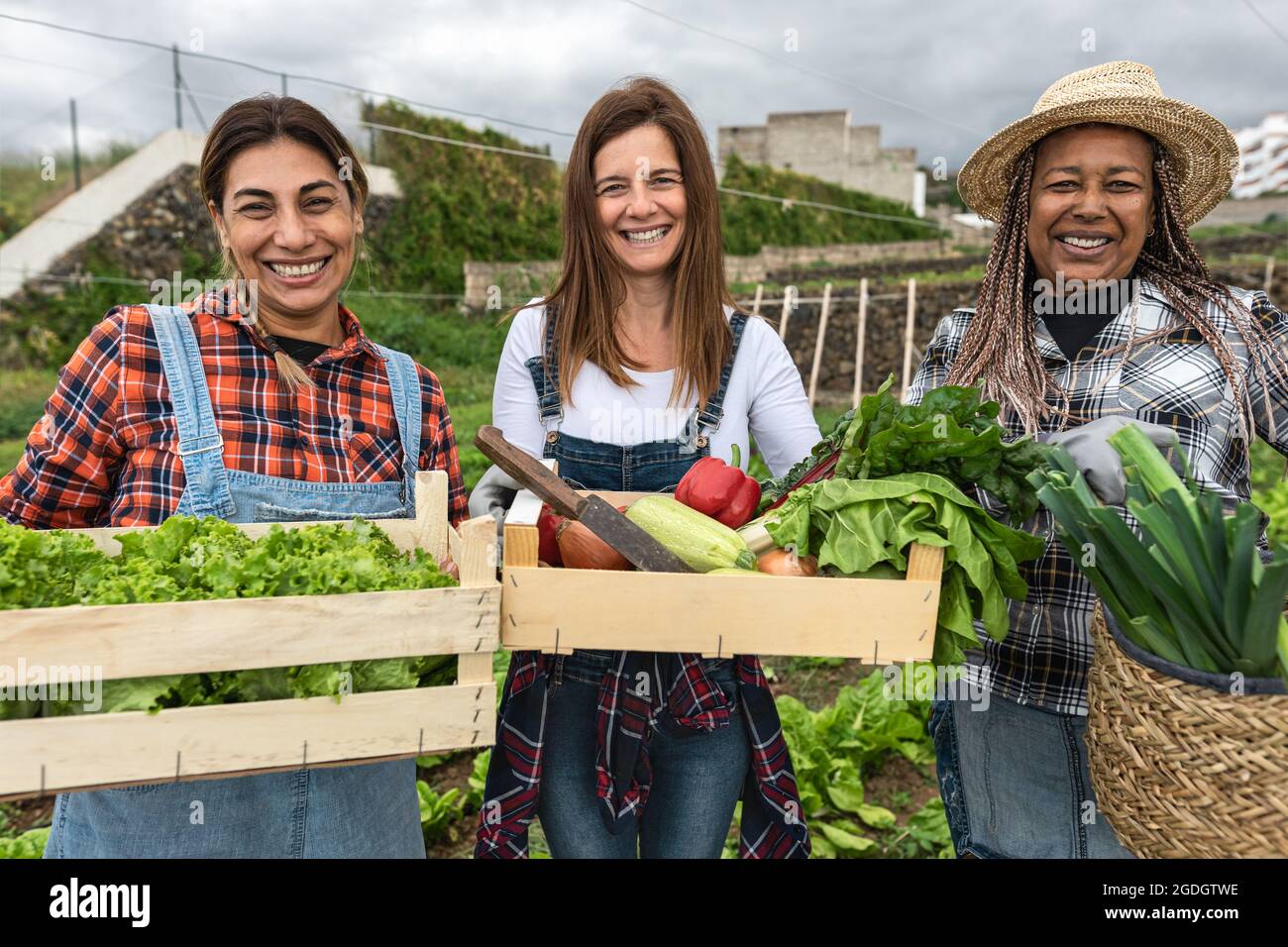 Farmers harvesting vegetables hi-res stock photography and images - Alamy