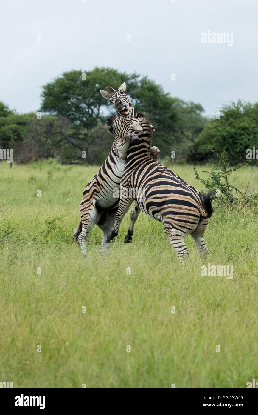 Zebras mating hi-res stock photography and images - Alamy