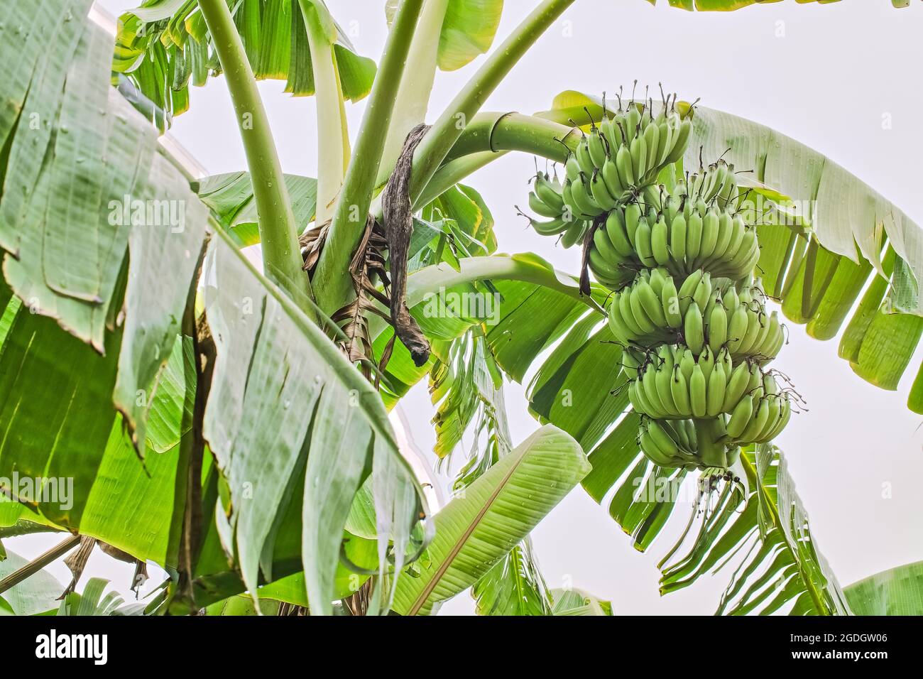 Banana trees bear fruit in the summer Stock Photo - Alamy