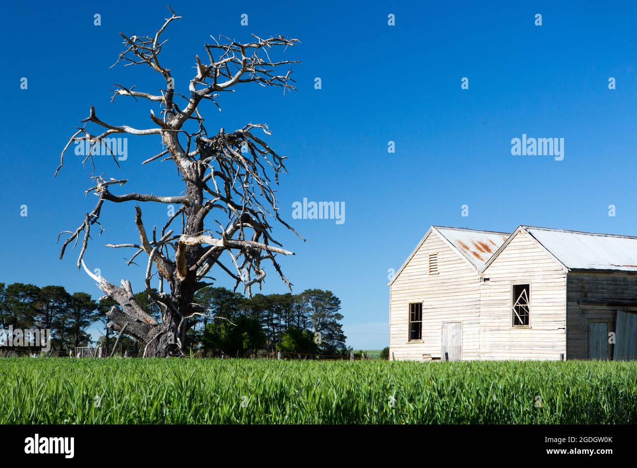 Australian rural landscape near canola fields on a clear sunny day near ...