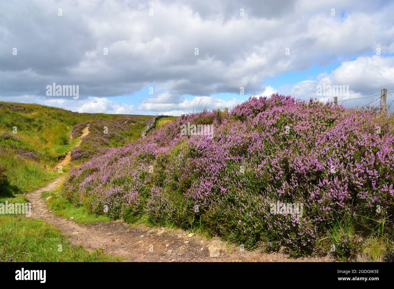 Purple Heather above Hardcastle Crags, Heptonstall Moor, Pennines ...