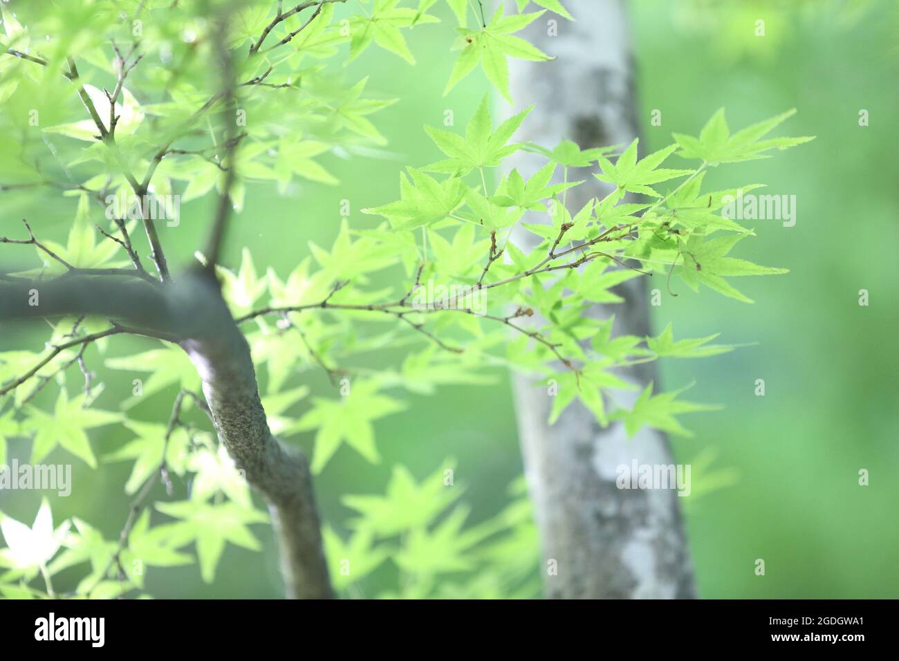 Canadian maples hi-res stock photography and images - Alamy