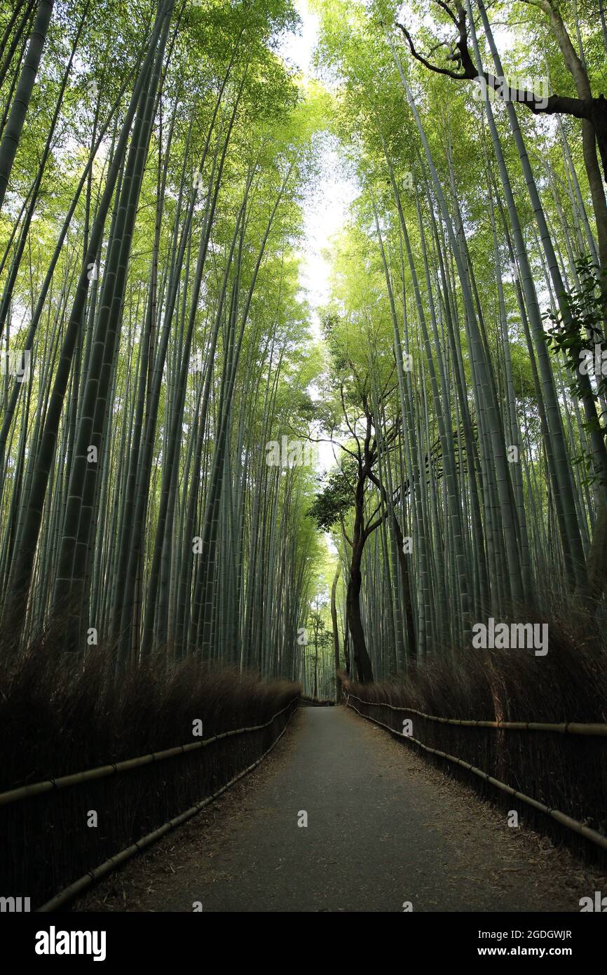 Bamboo Forest with walkway in Kyoto Japan Stock Photo - Alamy