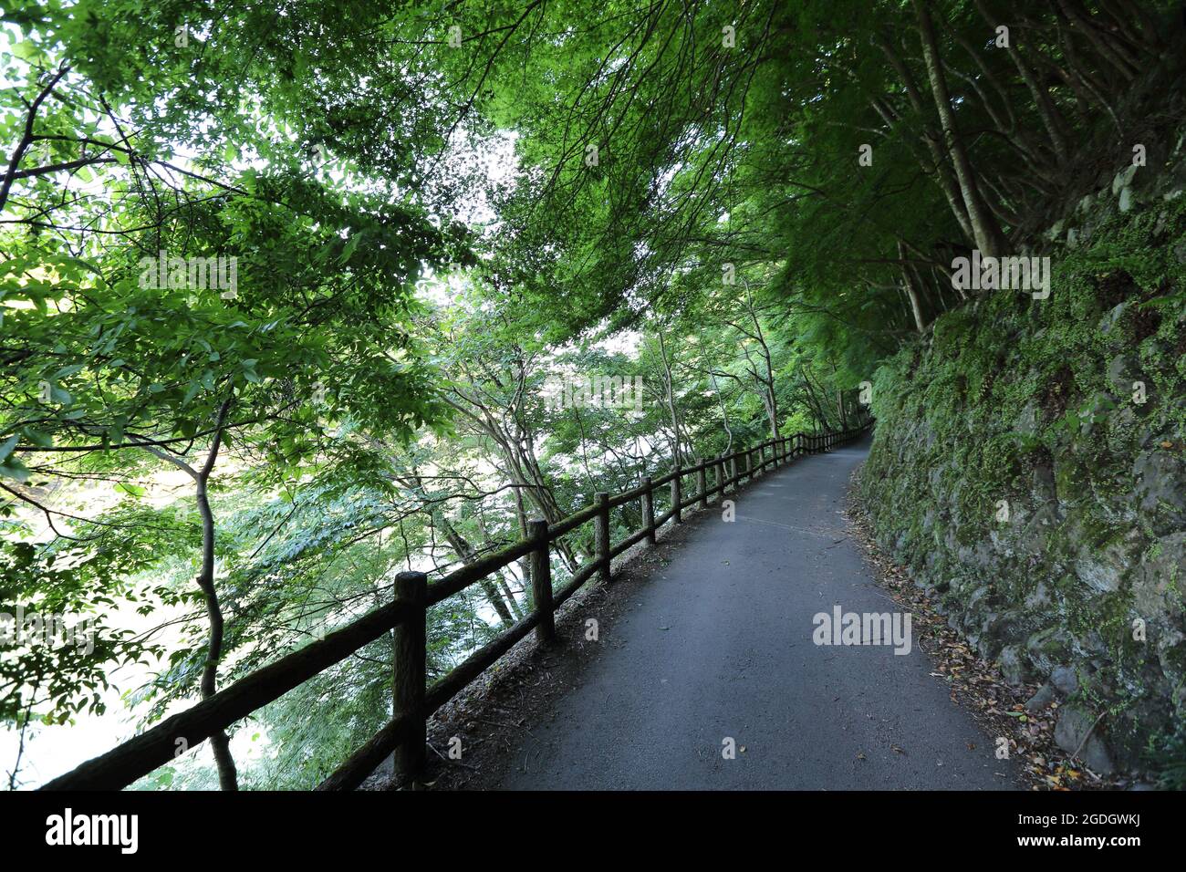 Japanese walkway in green Garden trees Stock Photo - Alamy
