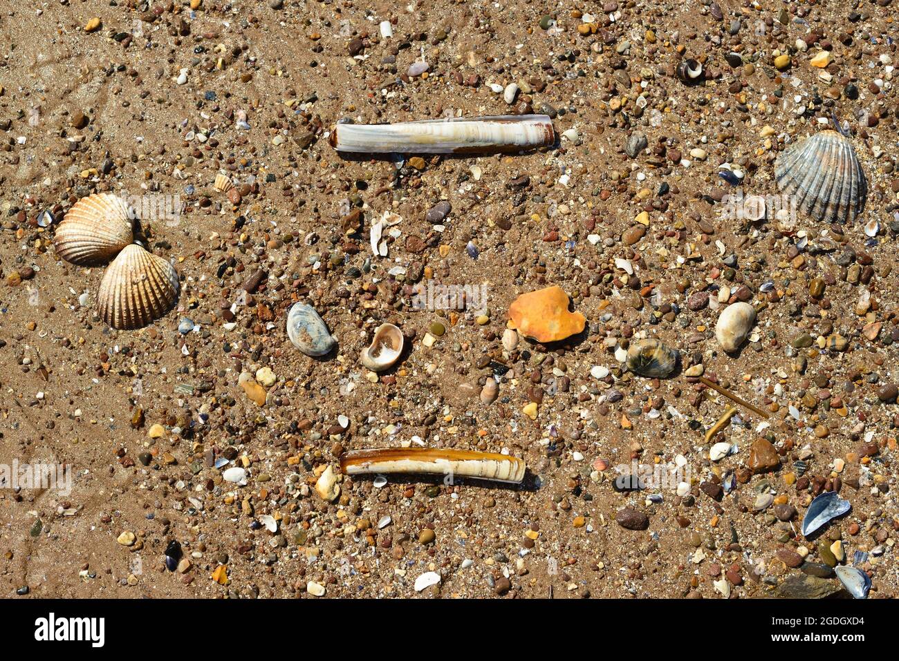 Creative shells hi-res stock photography and images - Alamy