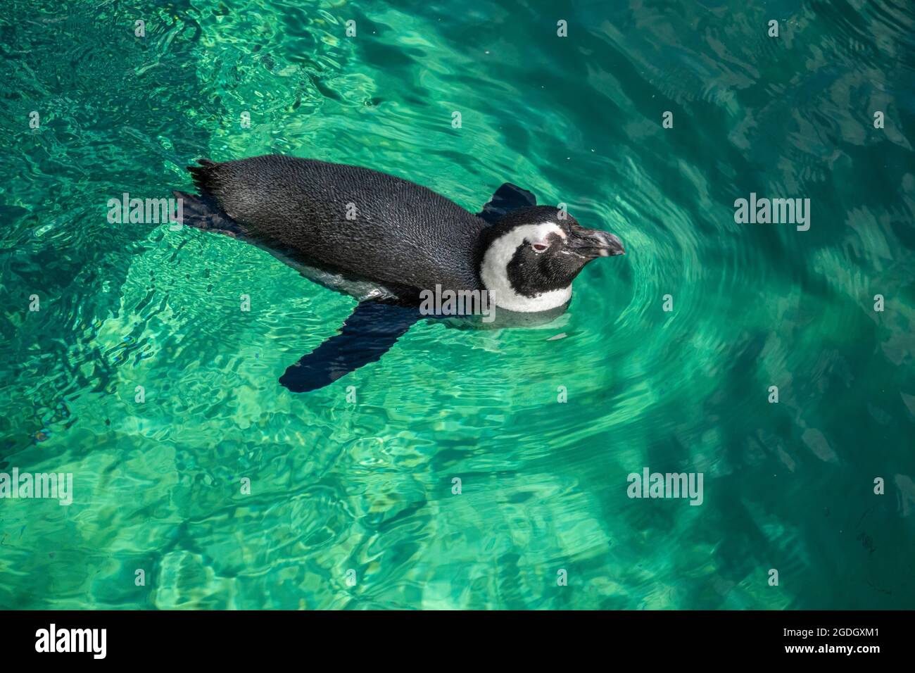 The Humboldt penguin swimming into the water. Top view Stock Photo - Alamy