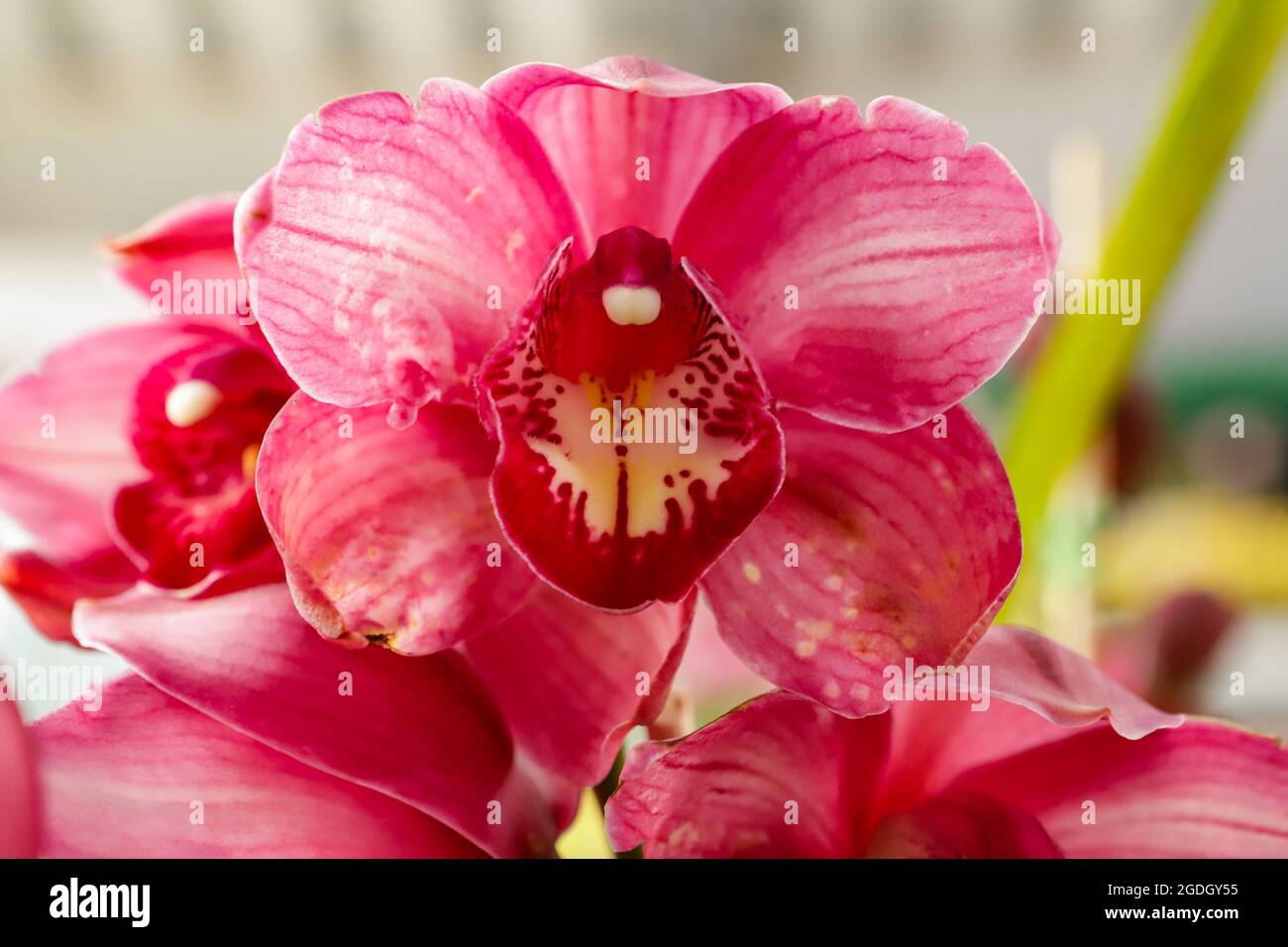Cymbidium orchid flower with center focus and rest of image blurred ...