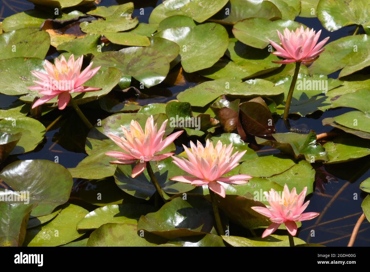 Water lilies, Nymphaea, in a freshwater pond Stock Photo - Alamy
